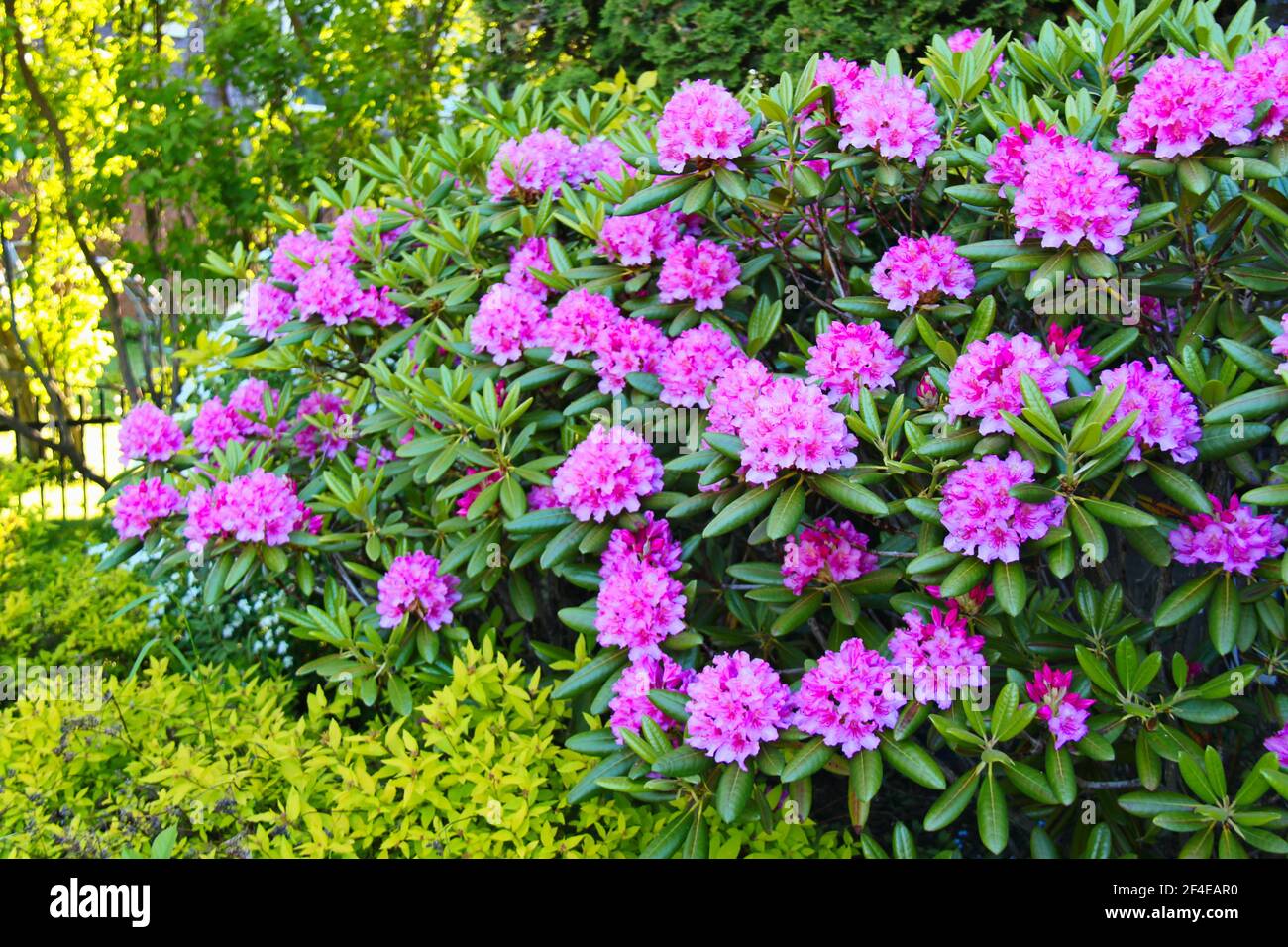 Vibrant Rhododendron bushes in bloom in June Stock Photo - Alamy