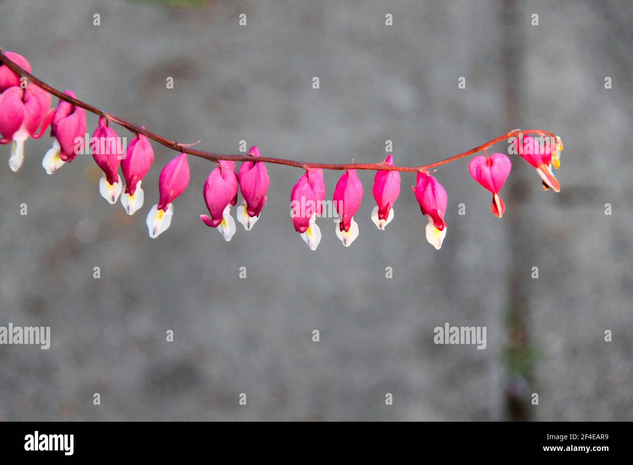 A stem of Bleeding hearts against a grey background, in Thunder Bay ...