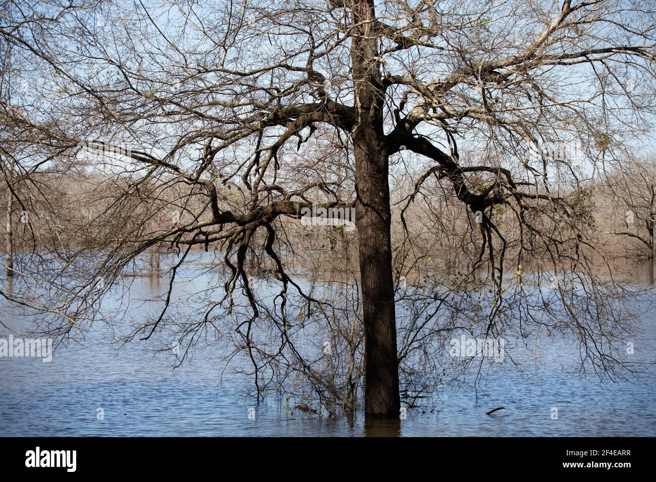 Single tree growing in shallow waters of a lake Stock Photo - Alamy