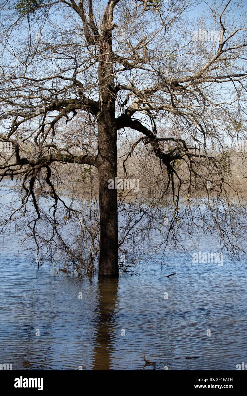 Single tree growing in shallow waters of a lake Stock Photo - Alamy