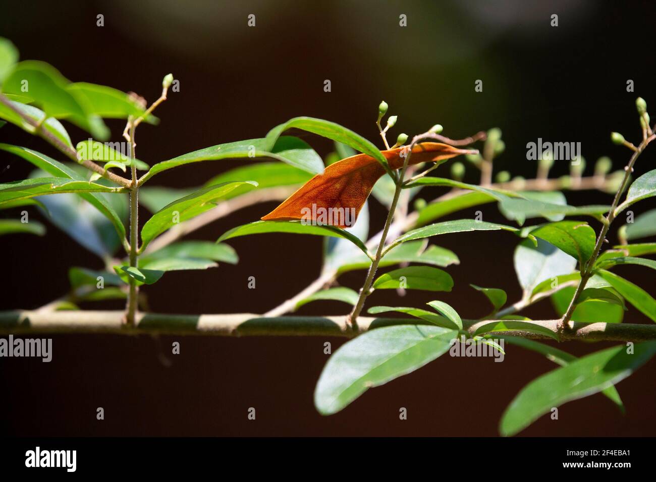 Dying plant concepts hi-res stock photography and images - Alamy