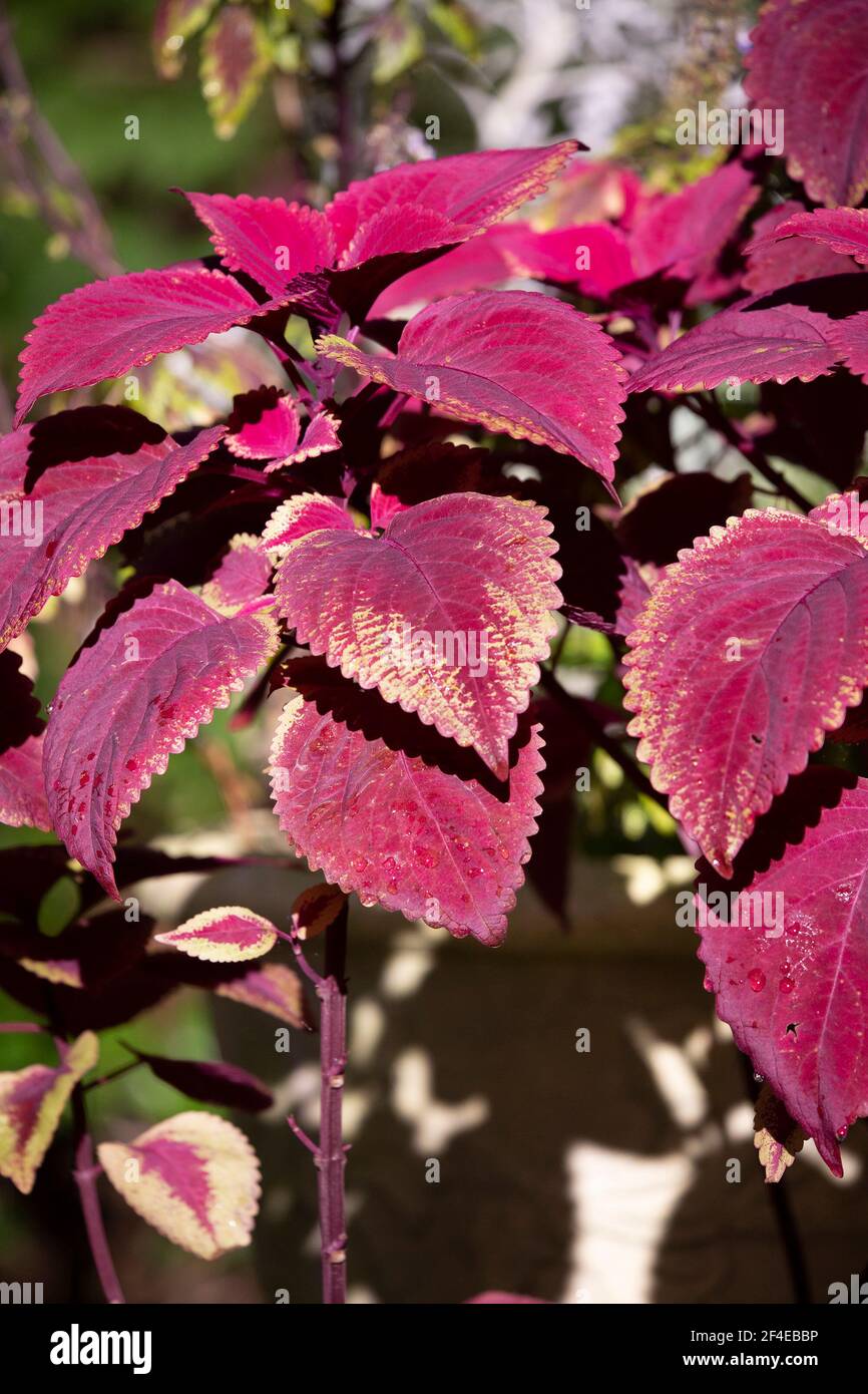 Close up of the leaves of a Coleus plant Stock Photo - Alamy