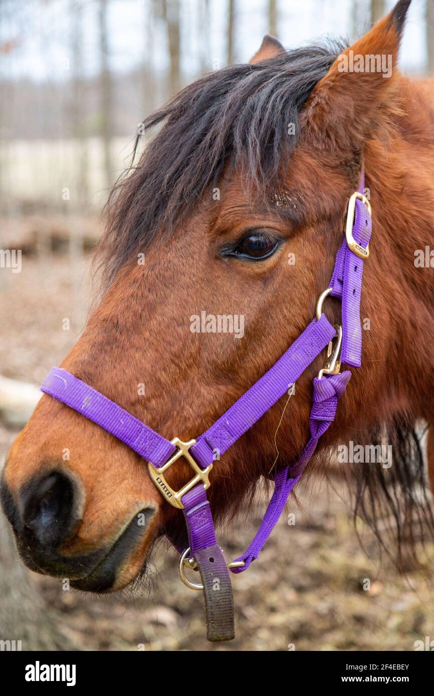 A pony wears a purple bridle Stock Photo - Alamy