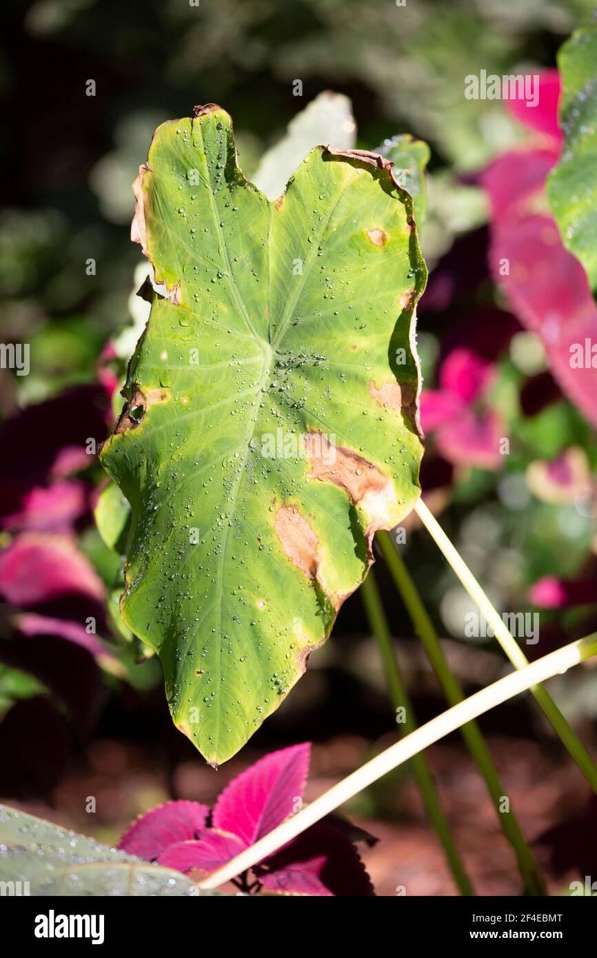 Large green leaf of an elephant ear plant Stock Photo - Alamy