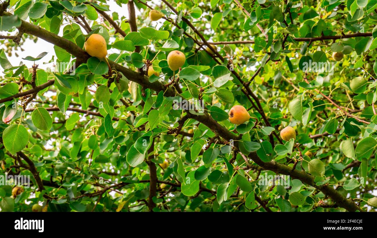 Pears natural growth environment hi-res stock photography and images ...