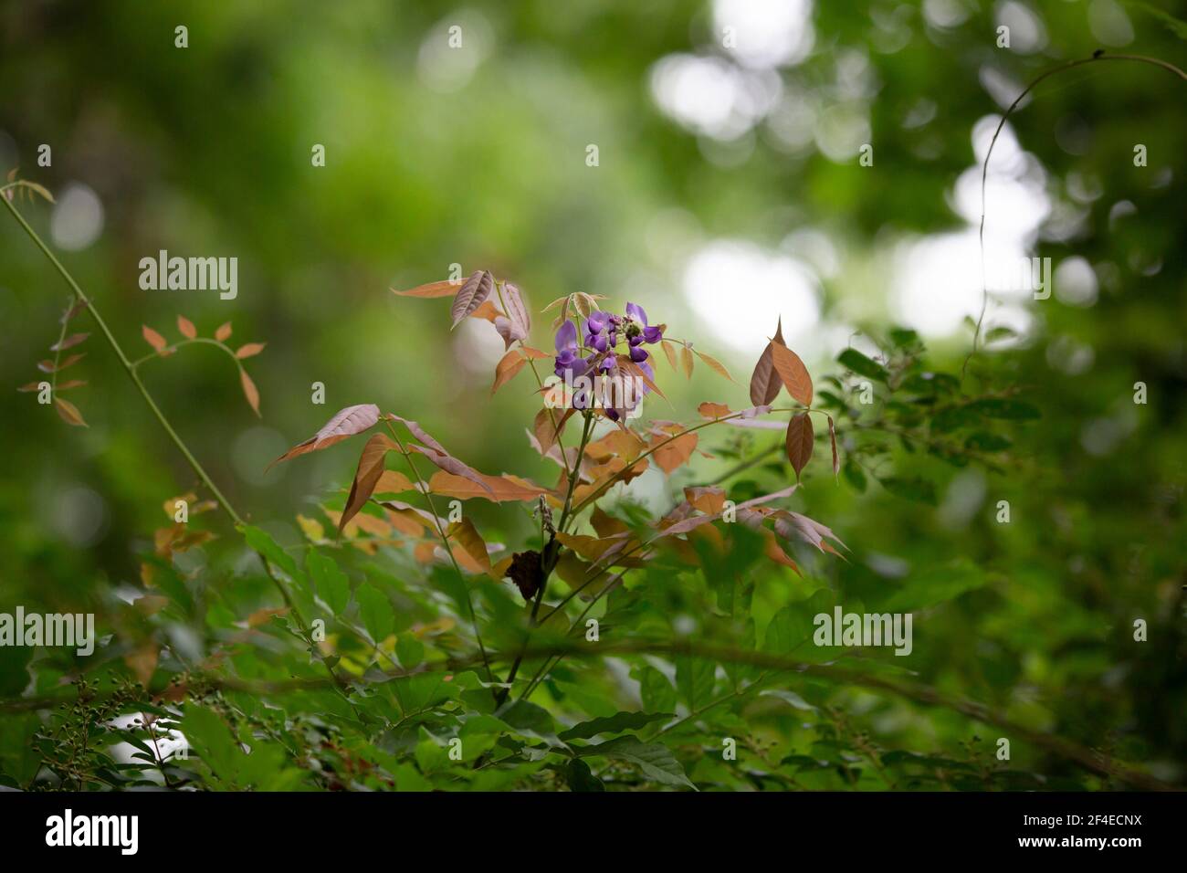 Violet bulbs blooming from a plant with yellow leaves Stock Photo - Alamy