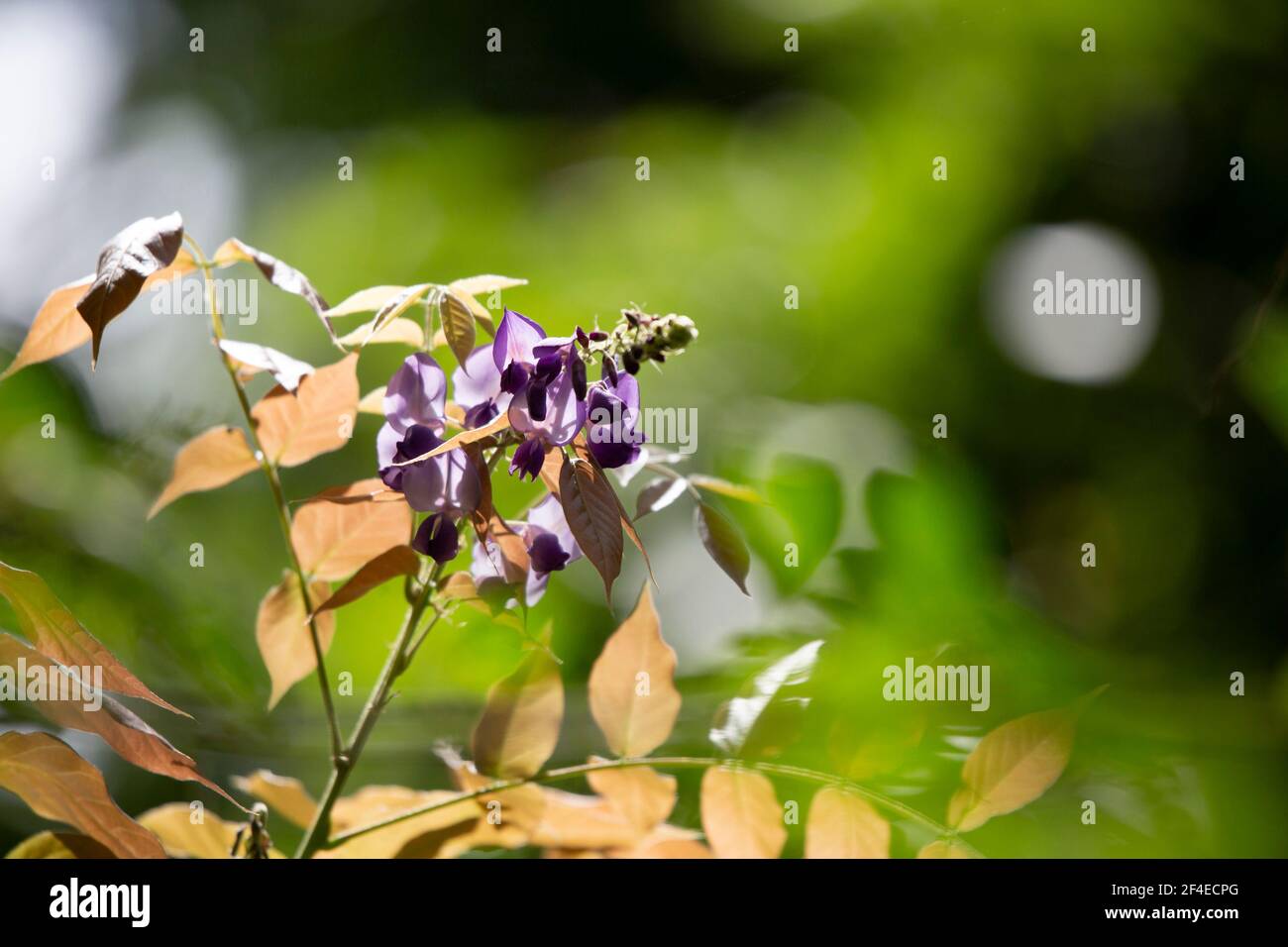 Violet bulbs blooming from a plant with yellow leaves Stock Photo - Alamy