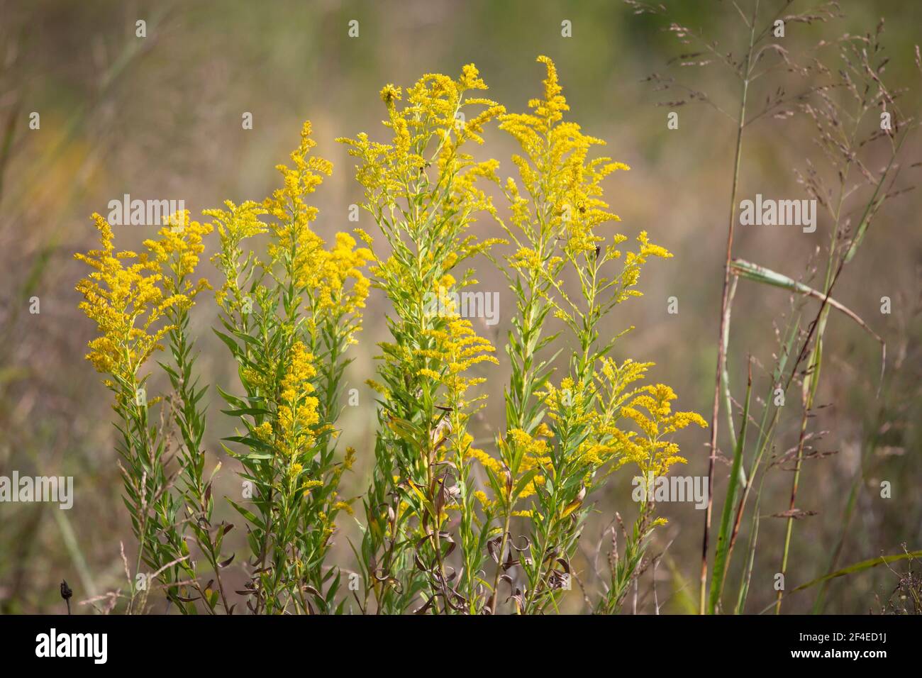 Solidago bouquet hi-res stock photography and images - Alamy