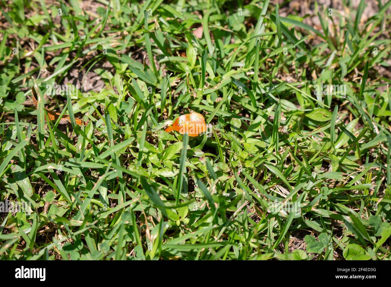 Dying plant concepts hi-res stock photography and images - Alamy