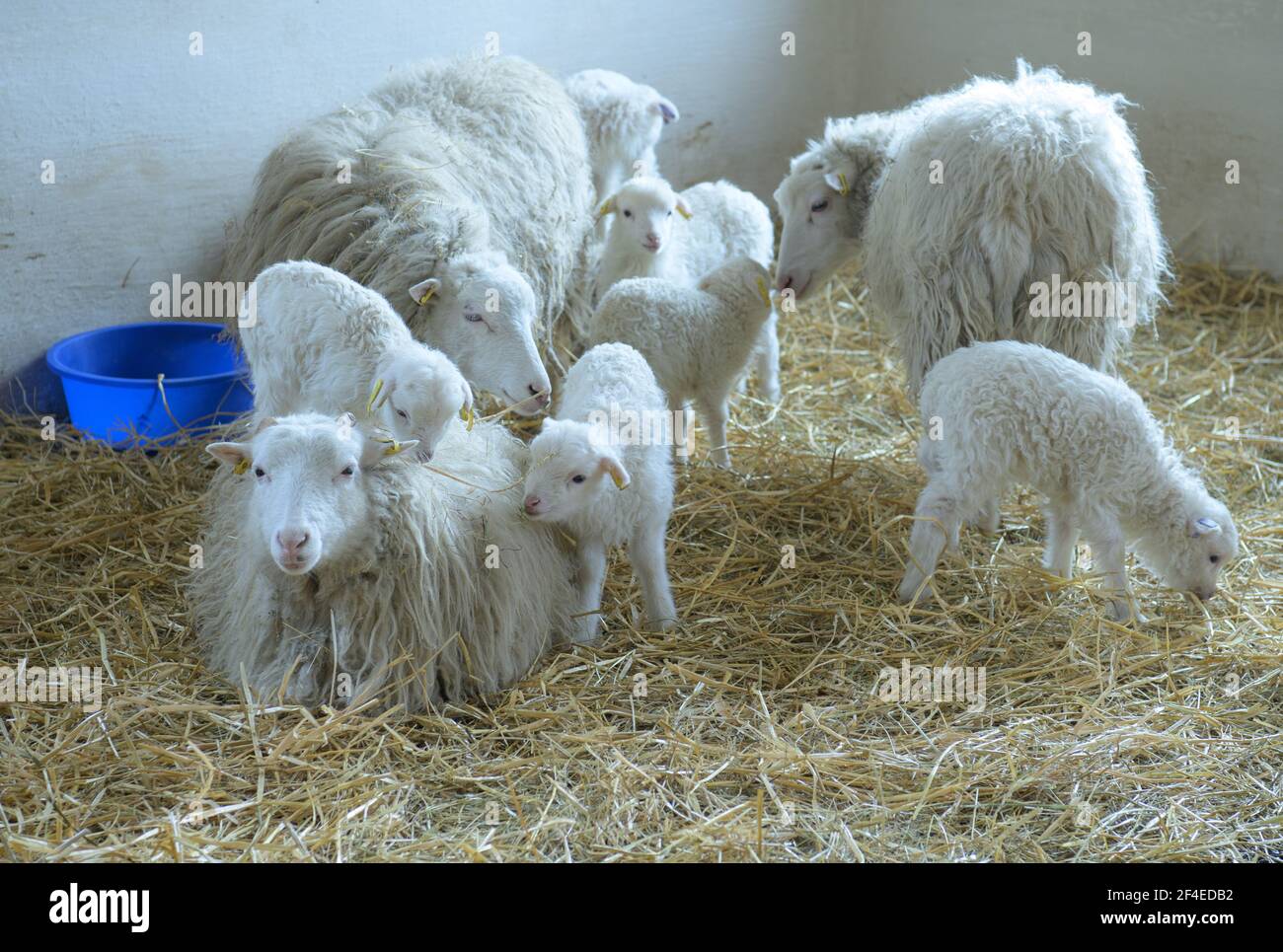 Mixed sheep breeds hi-res stock photography and images - Alamy