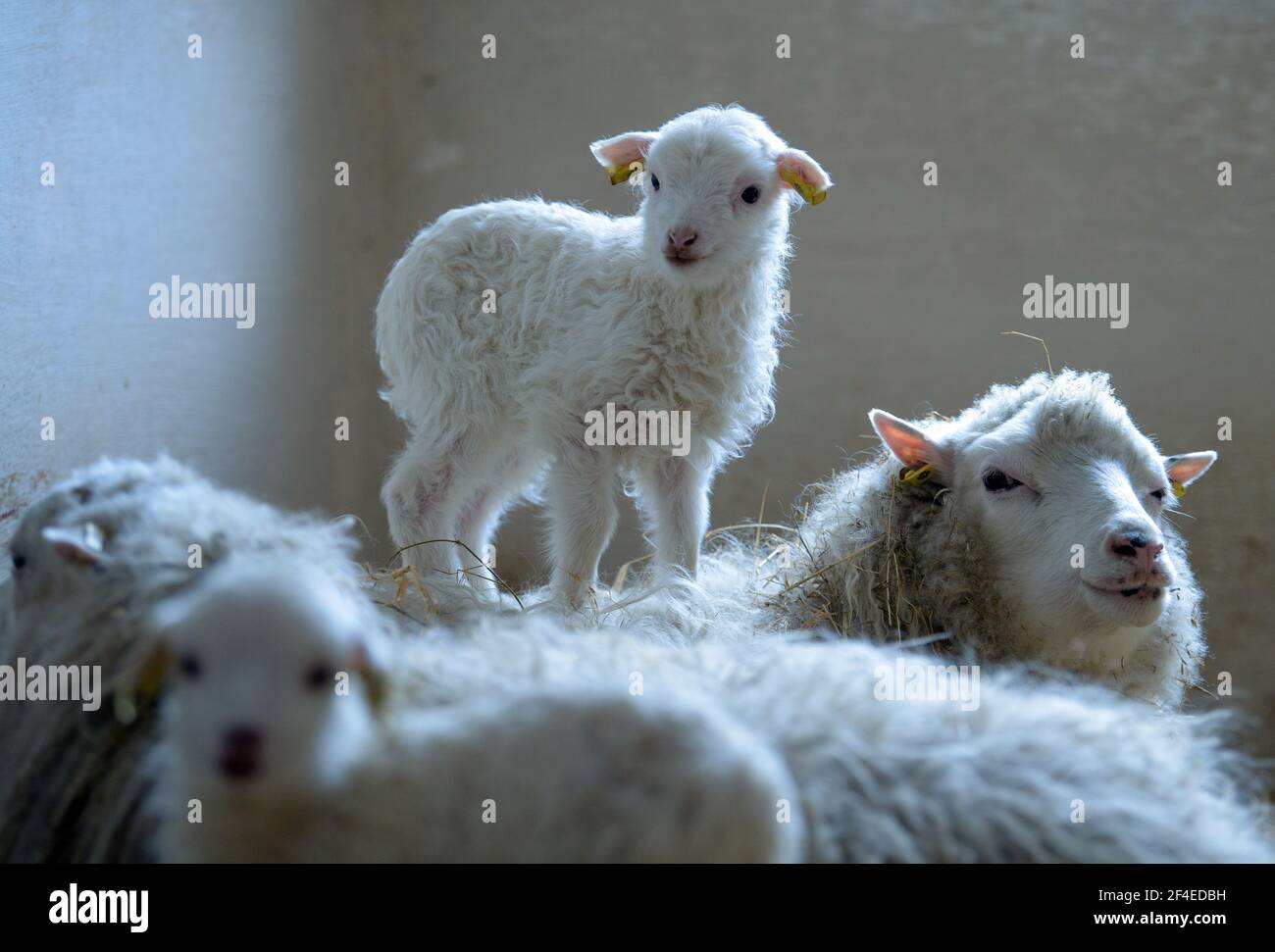 Mixed sheep breeds hi-res stock photography and images - Alamy