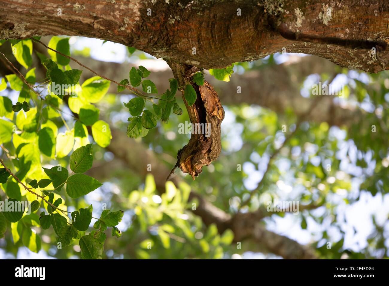Cracked limb hi-res stock photography and images - Alamy