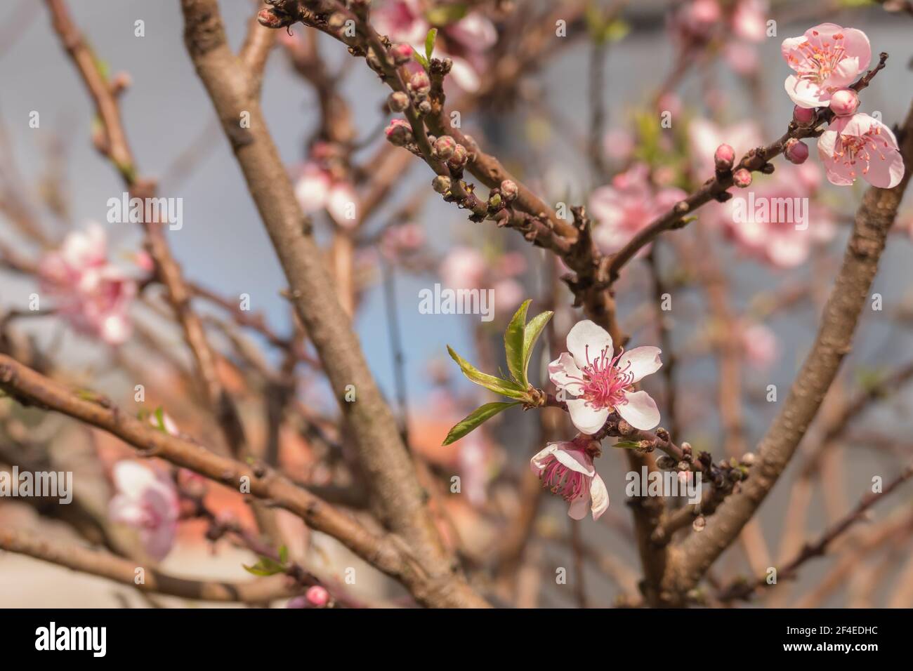 peach tree or prunus persica blossom with leaves sprouting outdoor ...