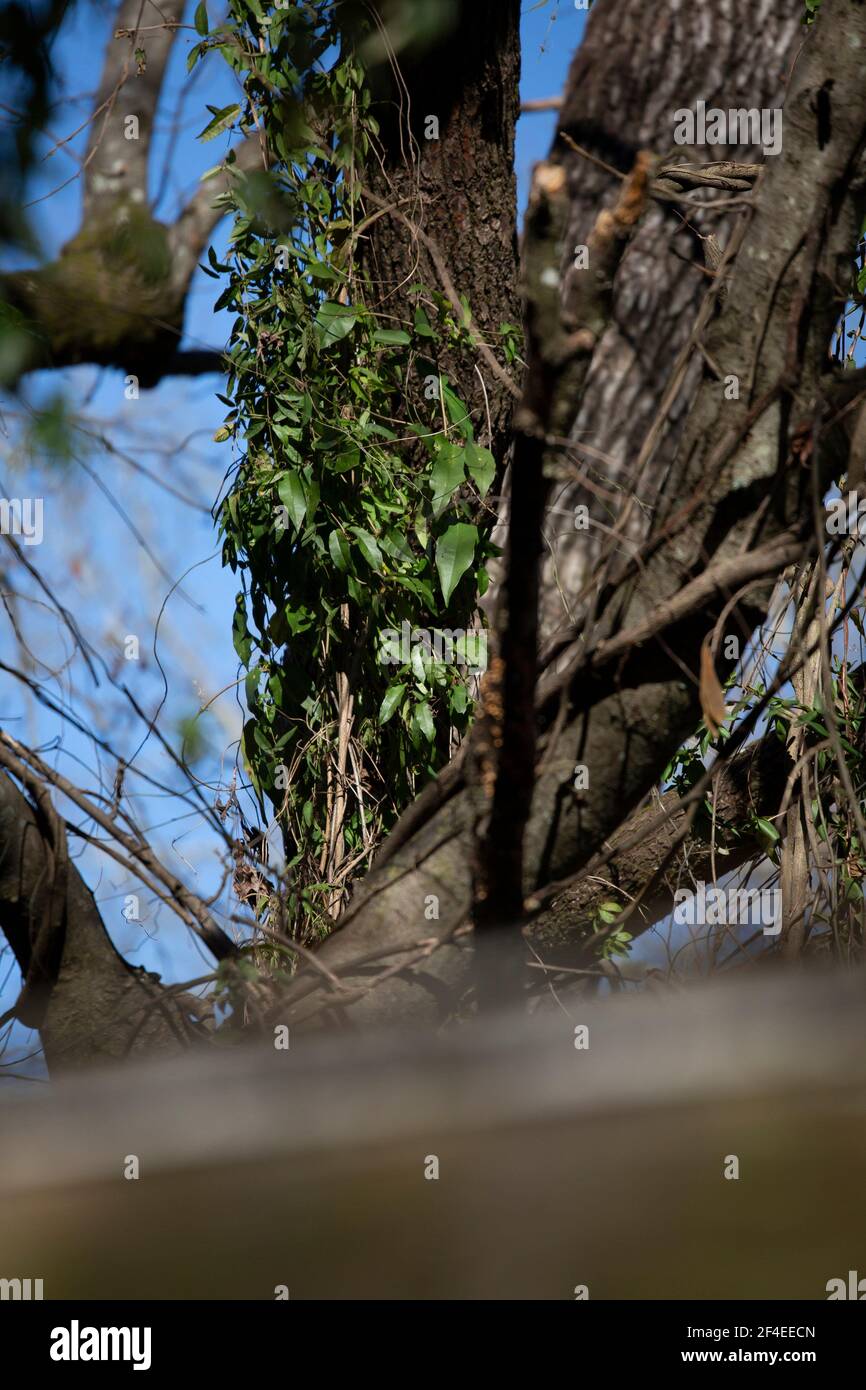Vines of green leaves hanging down a tree trunk Stock Photo - Alamy