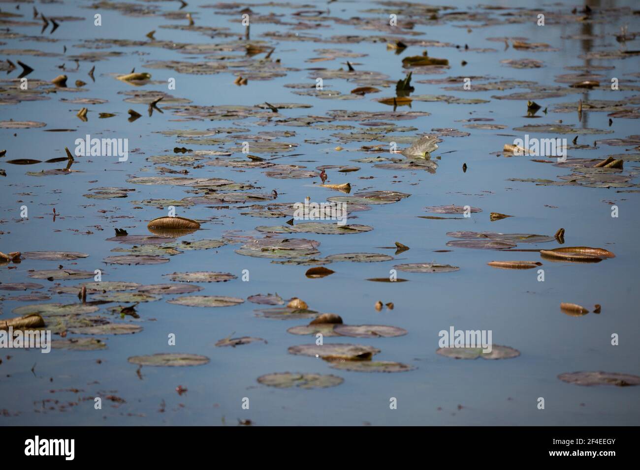 Greenery scattered throughout hi-res stock photography and images - Alamy
