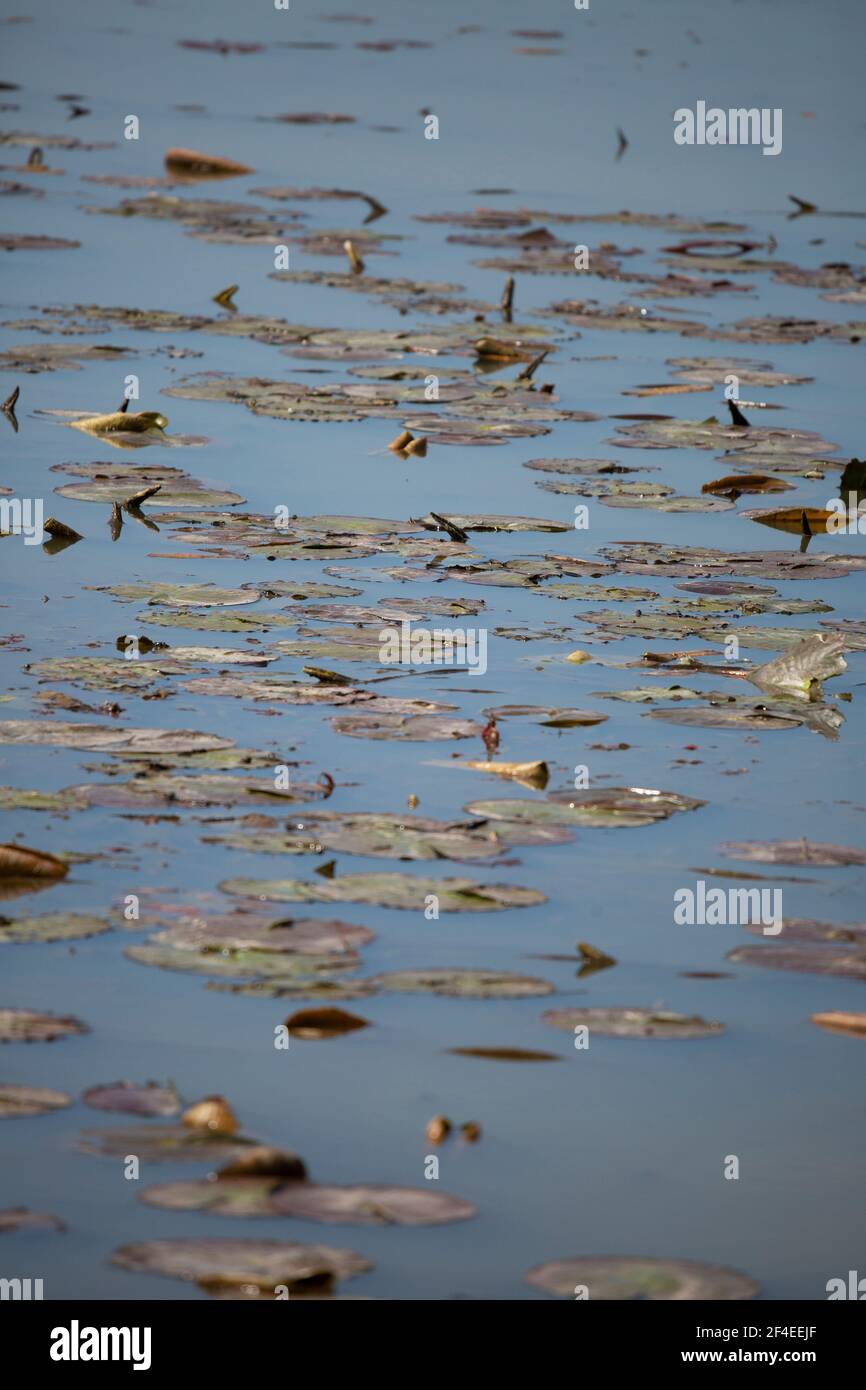 Greenery scattered throughout hi-res stock photography and images - Alamy