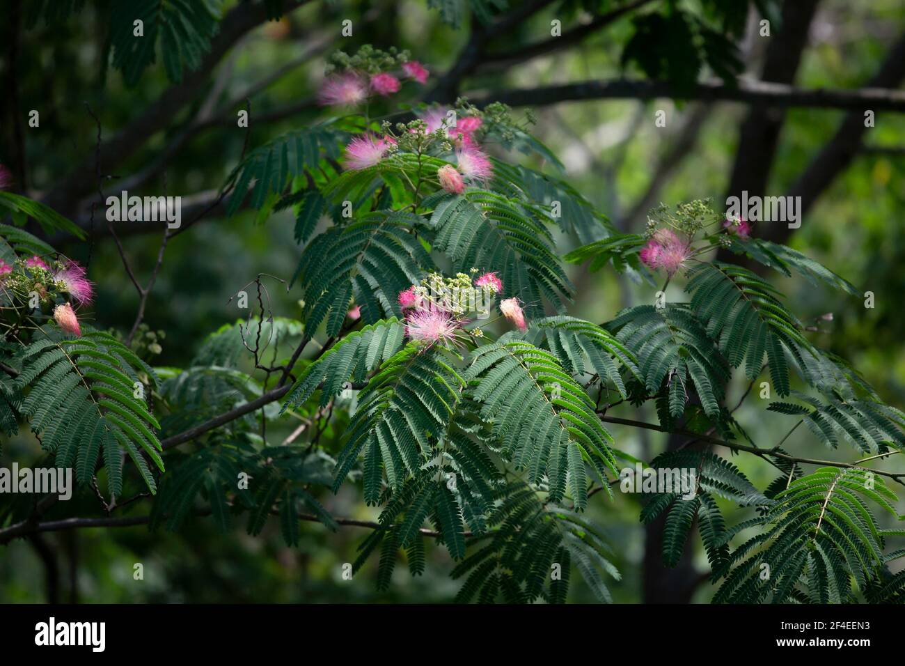 Mimosa tree (Albizia julibrissin) leaves and pink blooms Stock Photo ...