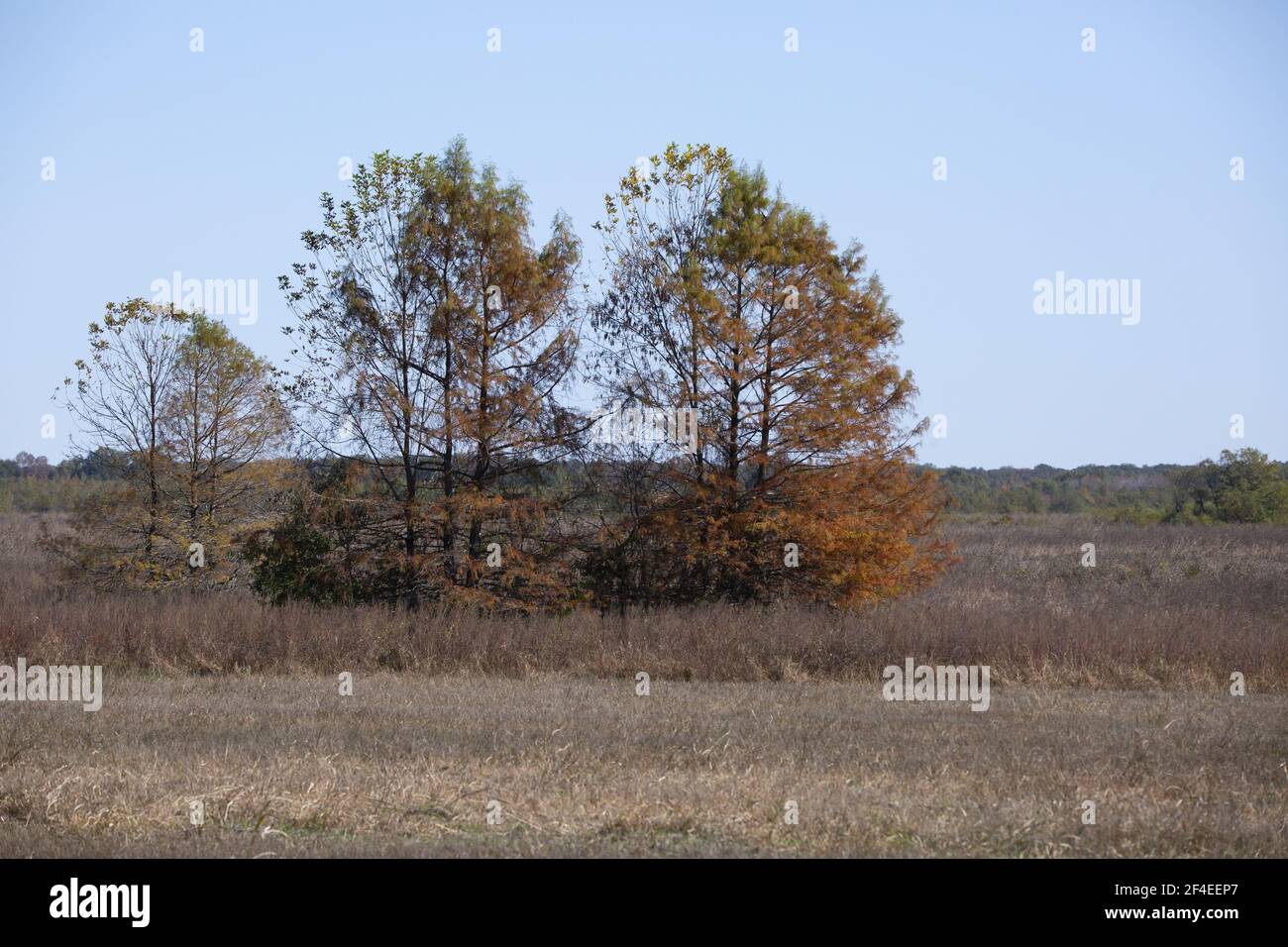 Small grove of trees in a meadow filled with dead and drying grass ...