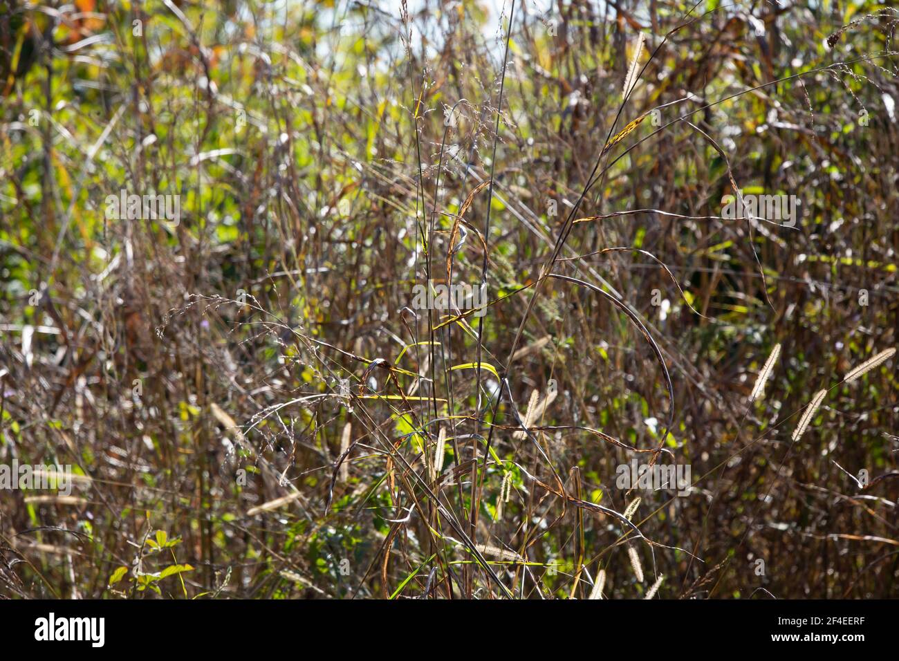 Tall, dry grass dying and turning red and brown Stock Photo - Alamy