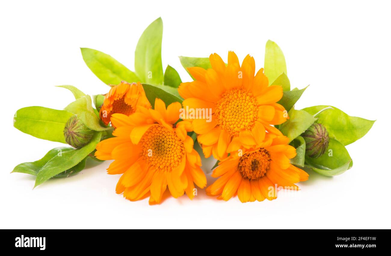 Colorful bright pattern of orange calendula flowers on white background ...
