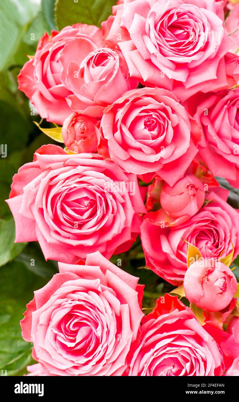 Light pink rose flower hi-res stock photography and images - Alamy