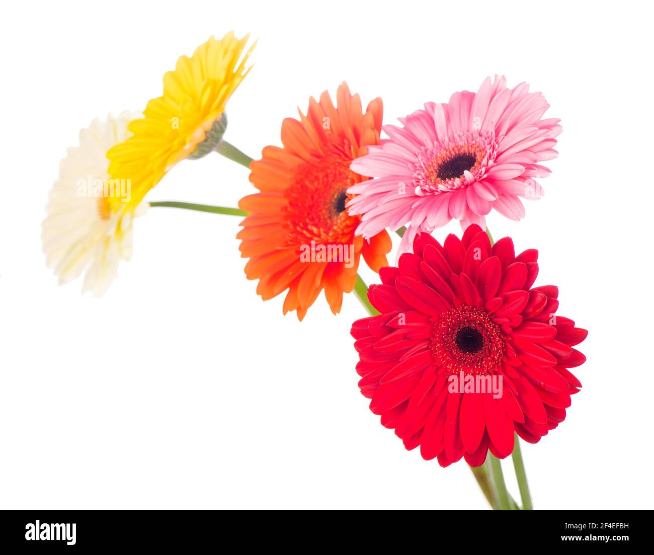 Beautiful gerbera flowers isolated on white background Stock Photo - Alamy