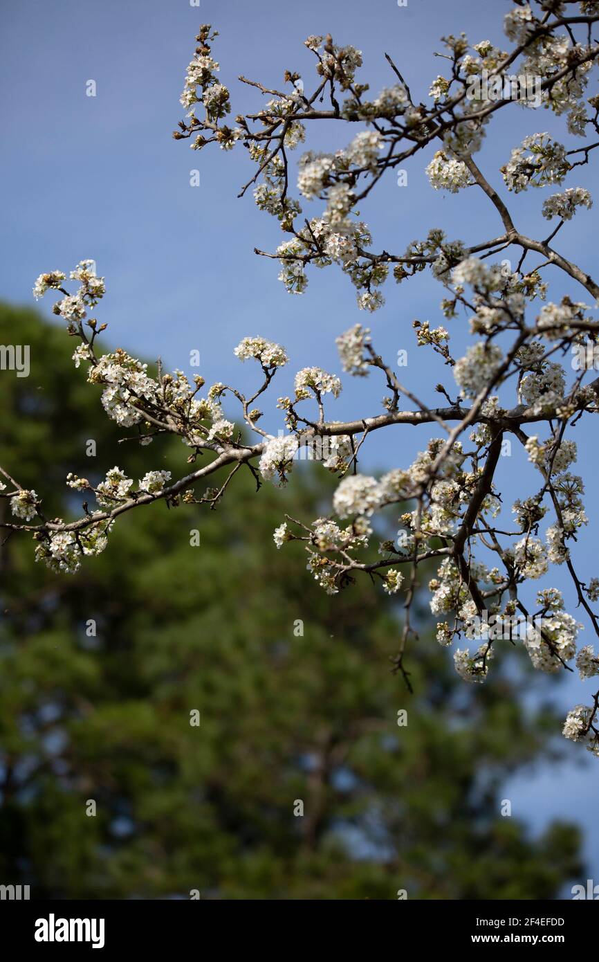 White flowering blooms on a Bradford pear tree (Pyrus calleryana) with ...