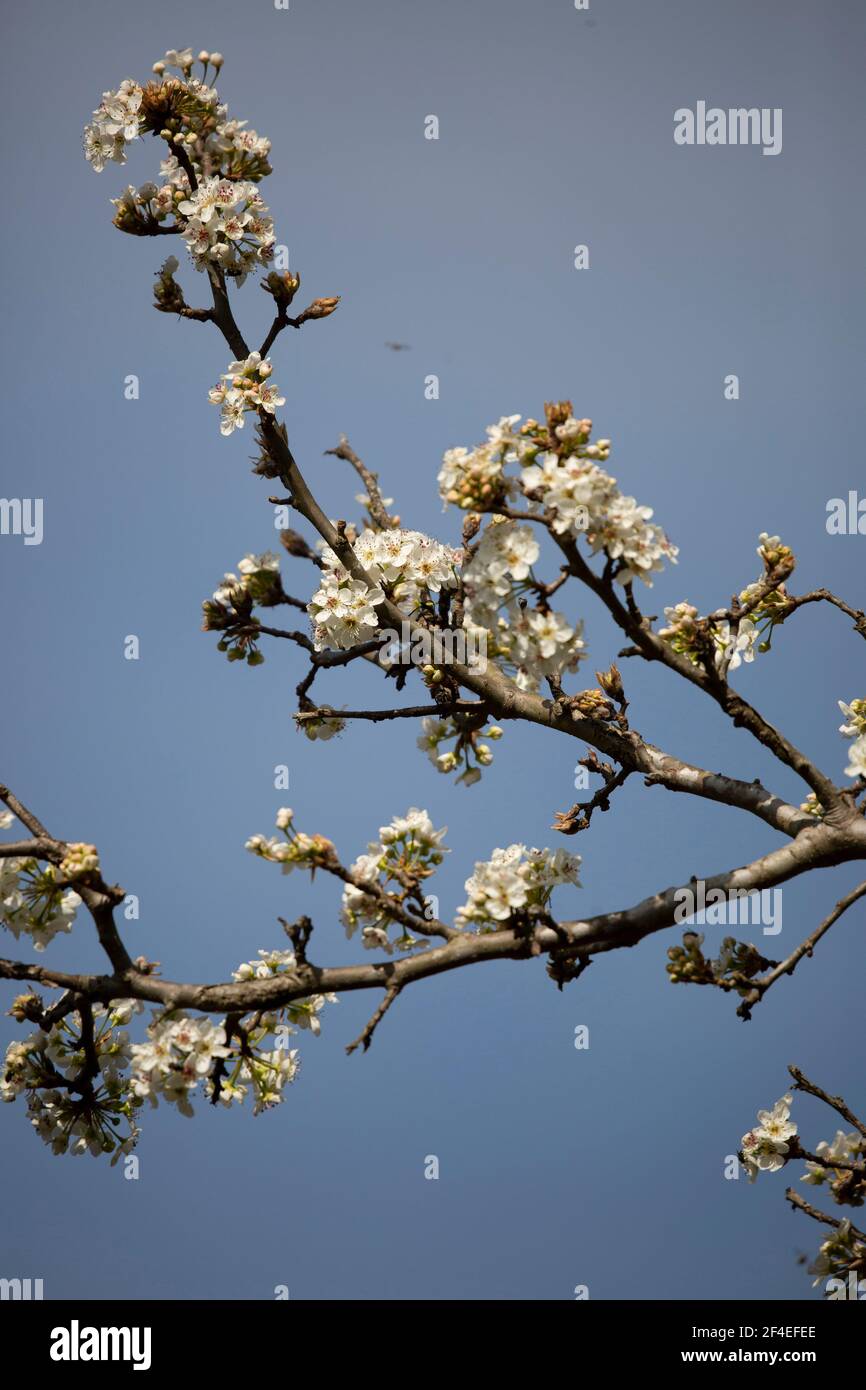 White flowering blooms on a Bradford pear tree (Pyrus calleryana Stock ...