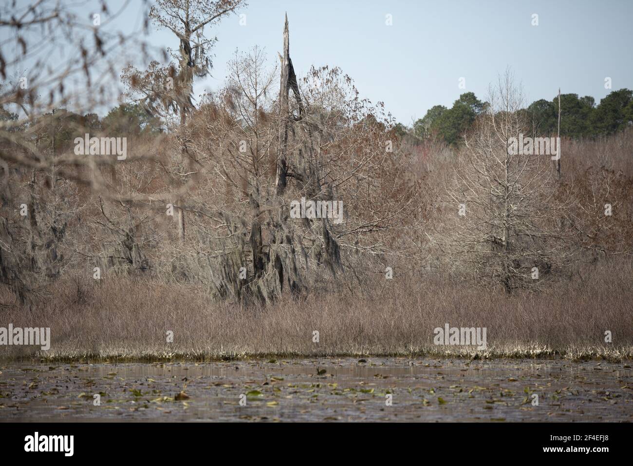 Red and brown marsh plants and trees a the edge of a lake Stock Photo ...