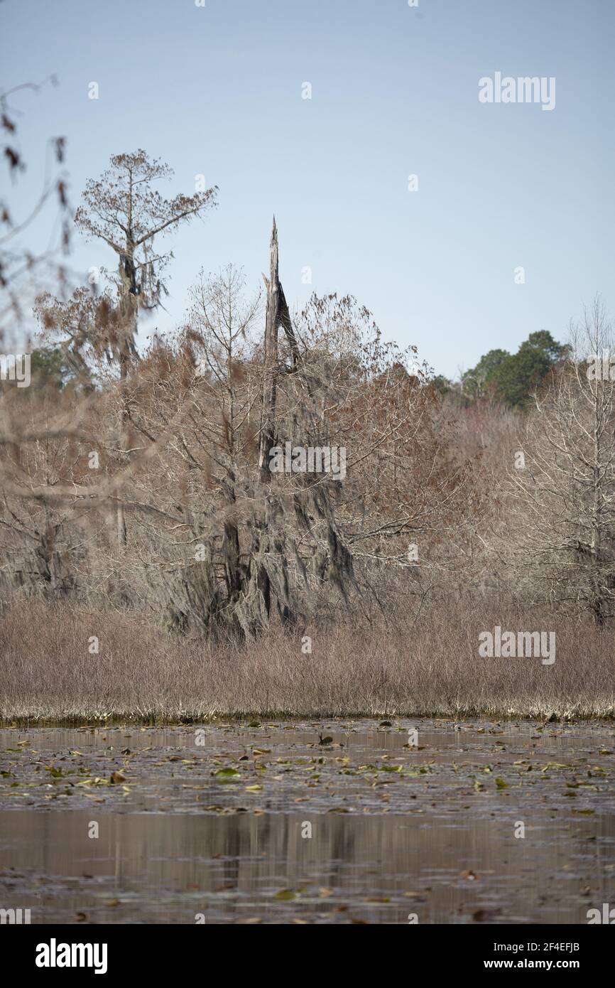 Marsh alive with life hi-res stock photography and images - Alamy