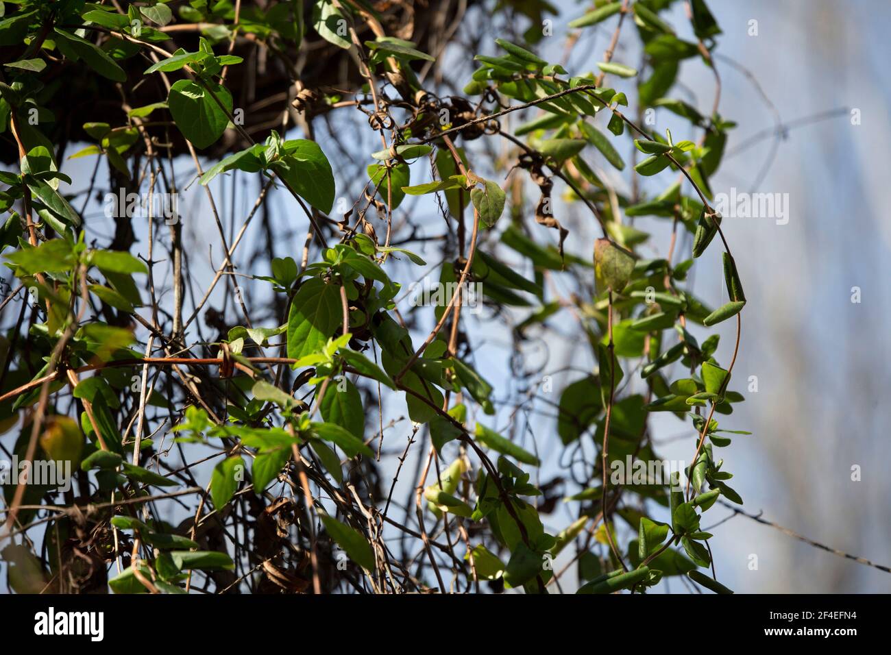 Green leaves sprouting from vines hanging from a tree Stock Photo - Alamy