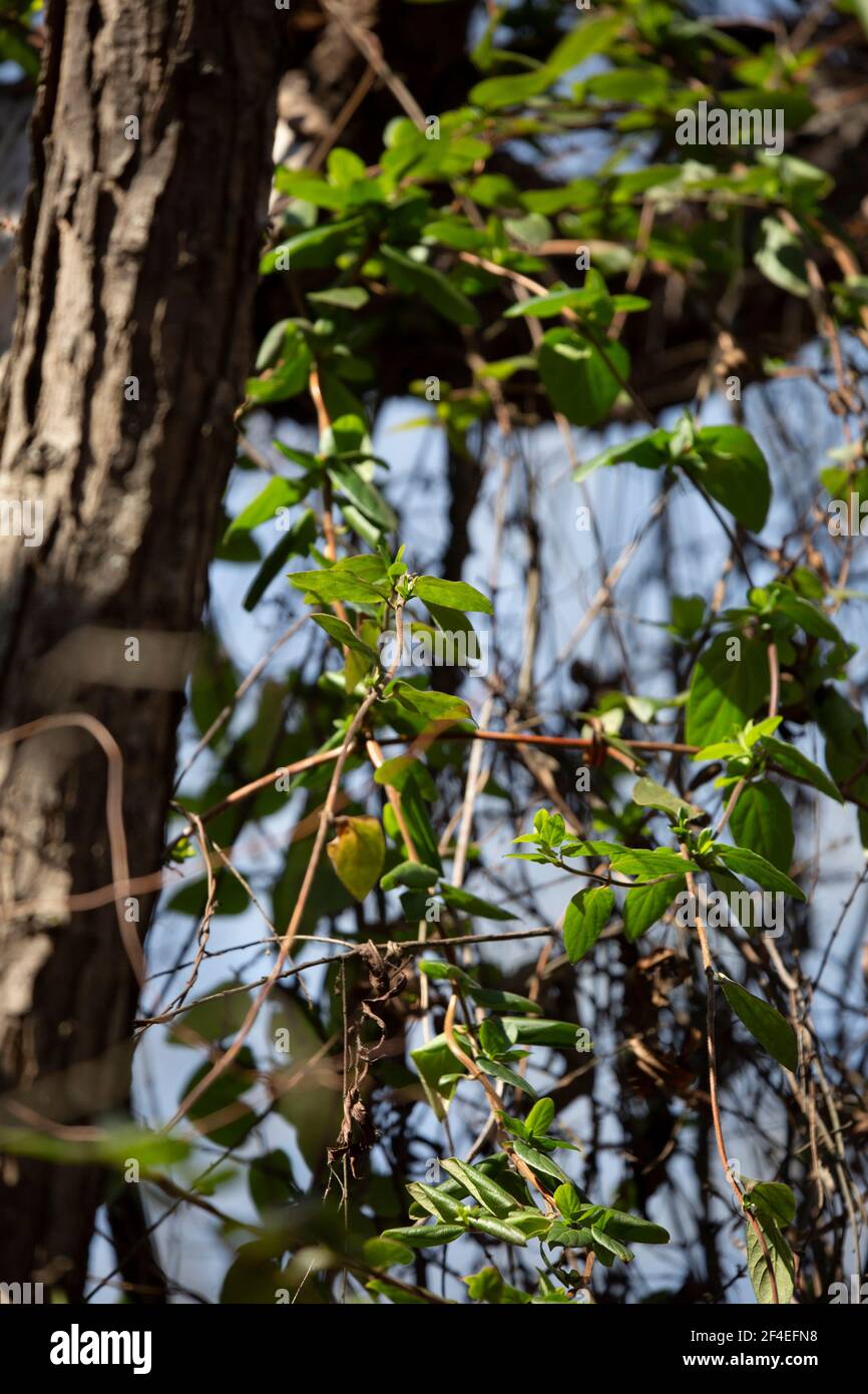 Green leaves sprouting from vines hanging from a tree Stock Photo - Alamy