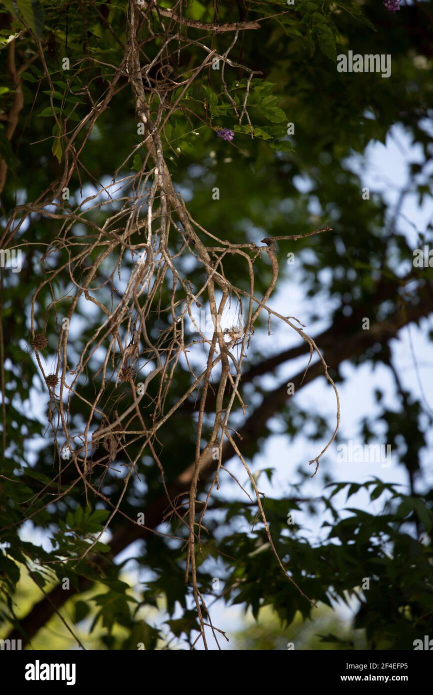 Close up of dried branches hanging from a tree Stock Photo - Alamy
