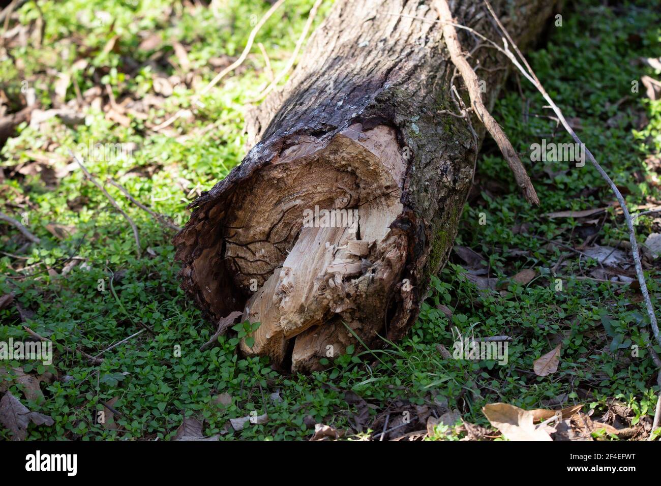 Broken clover hi-res stock photography and images - Alamy