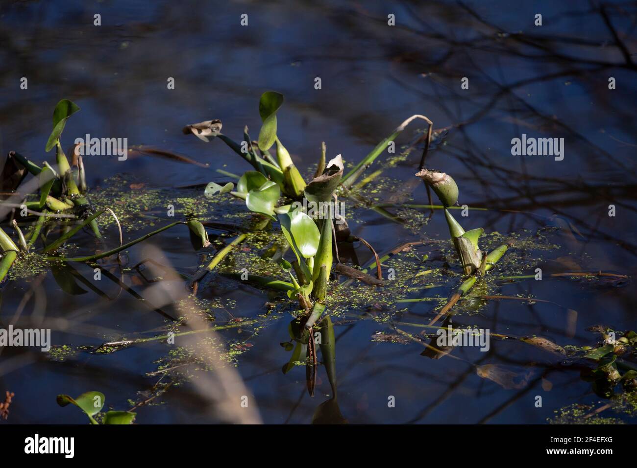 Water hyacinth leaves growing in shallow swamp water Stock Photo - Alamy