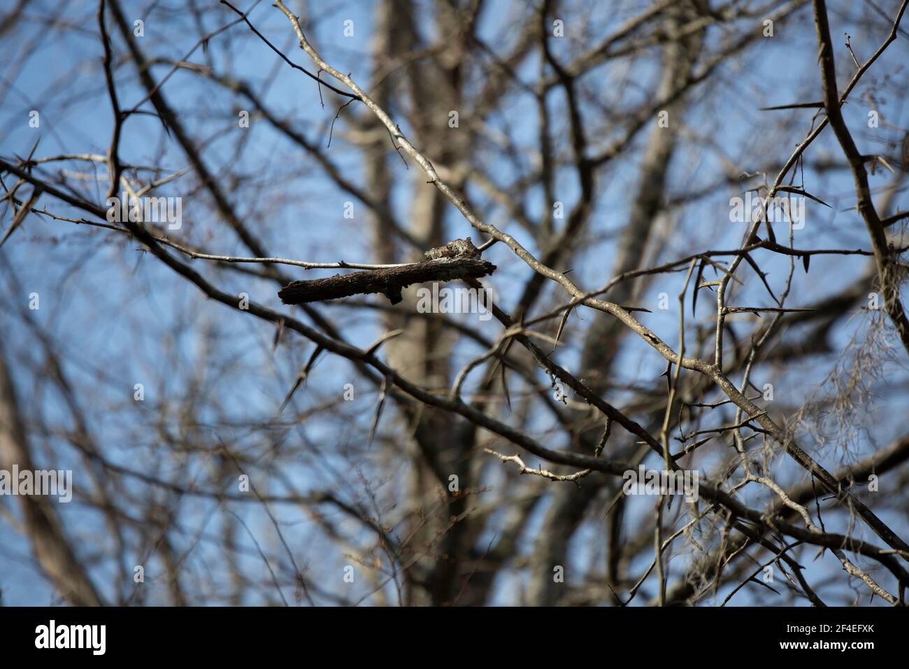 Thorny vines entangling and growing around each other Stock Photo - Alamy