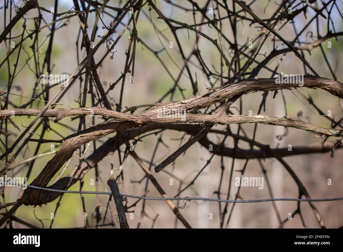 Thick vines winding through thin vines and growing around them Stock ...