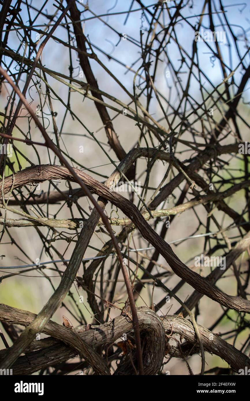 Thick vines winding through thin vines and growing around them Stock ...