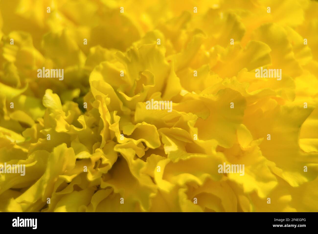 Flower depth of field hi-res stock photography and images - Alamy