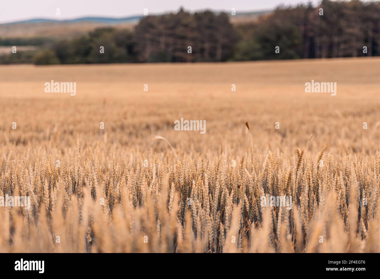 Wheat Blowing In The Wind High Resolution Stock Photography and Images ...
