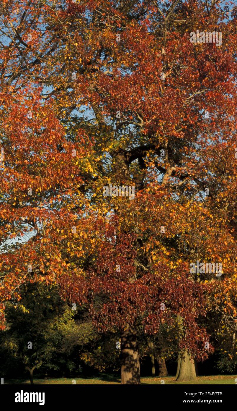 American sweet gum tree hi-res stock photography and images - Alamy