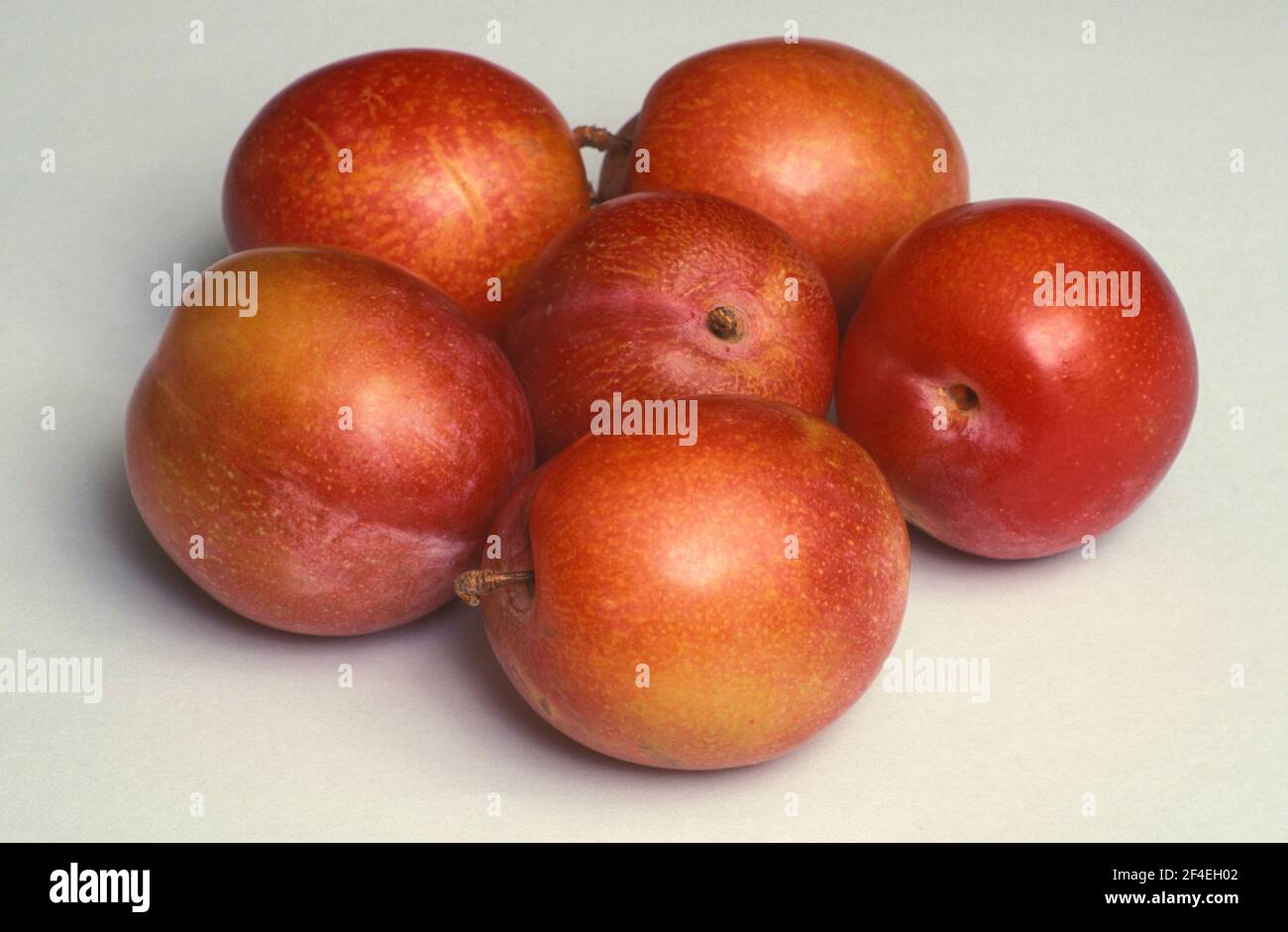 STUDIO IMAGE OF PLUMS (PRUNUS) 'OCTOBER SUN' Stock Photo - Alamy