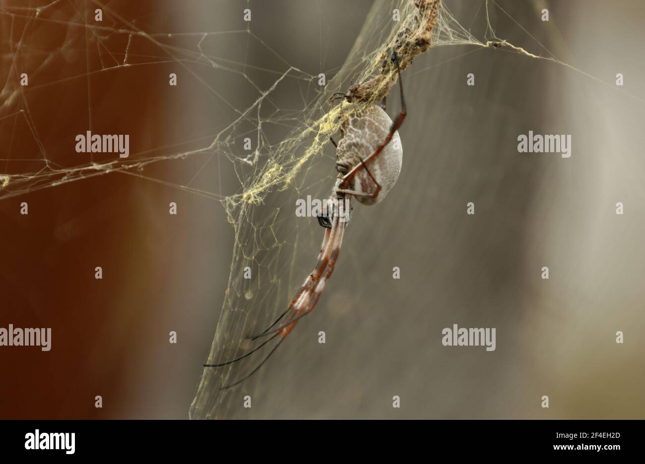 Australian spiders hi-res stock photography and images - Alamy