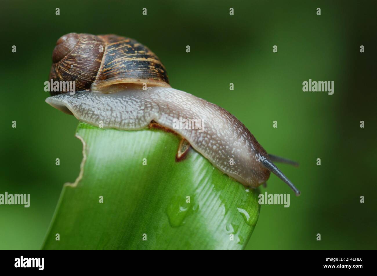 COMMON BROWN GARDEN SNAIL (CORNU ASPERSUM, SYN. CRYPTOMPHALUS ASPERSUS ...