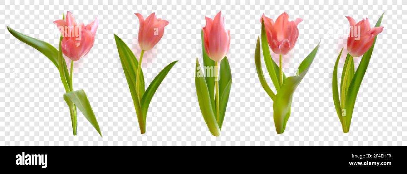 Pink realistic vector tulips flowers isolated on transparent background ...
