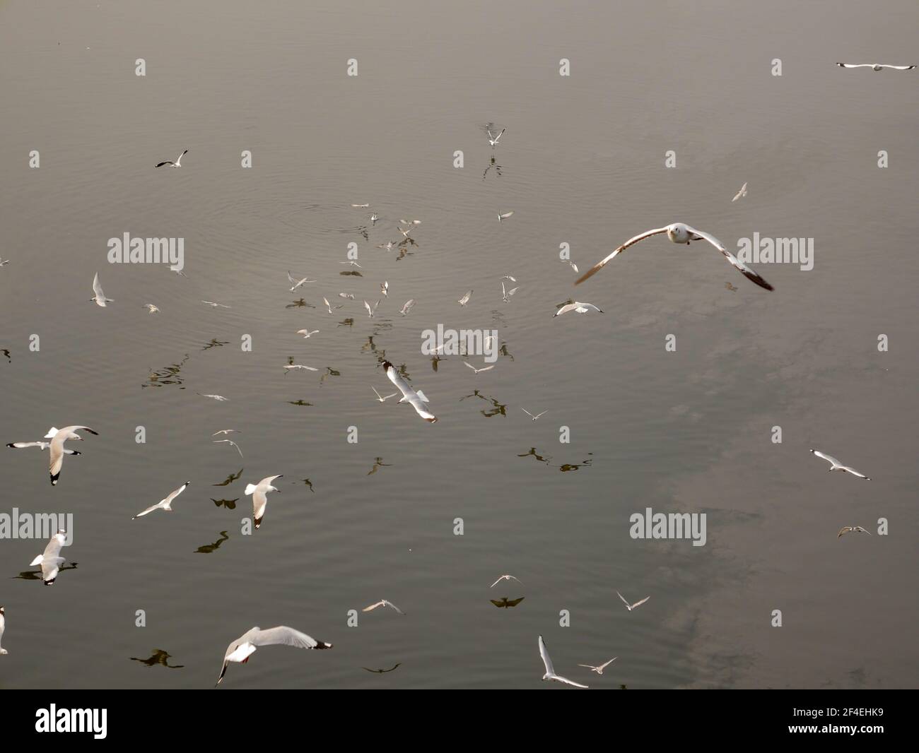 Group of Seagulls flying and chirping over the water Stock Photo - Alamy