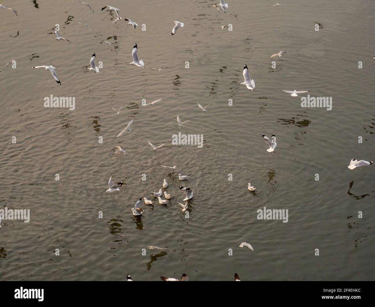 Group of Seagulls flying and chirping over the water Stock Photo - Alamy