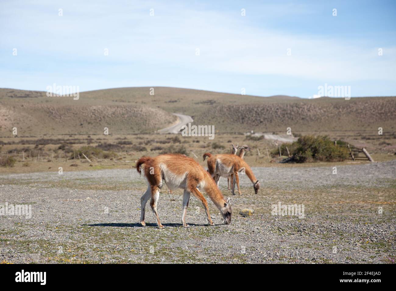 Guanco patagonia hi-res stock photography and images - Alamy