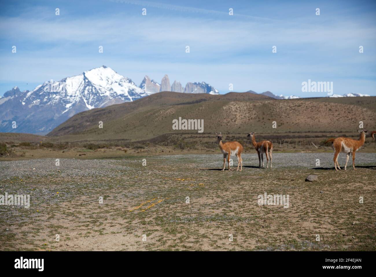 Guanco hi-res stock photography and images - Alamy