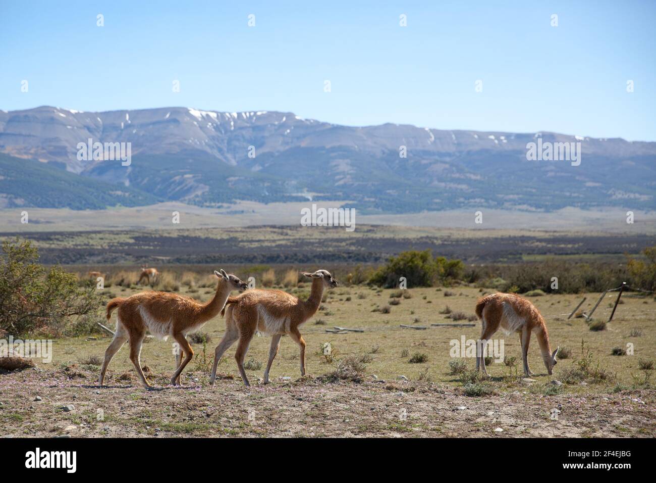 Guanco High Resolution Stock Photography and Images - Alamy